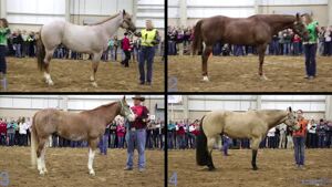 Livestockjudging.com