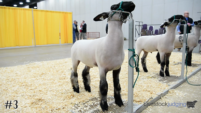 Livestockjudging.com