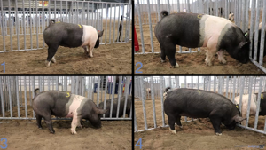 Livestockjudging.com