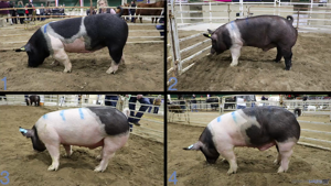 Livestockjudging.com