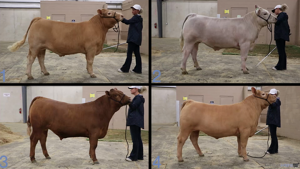 Livestockjudging.com