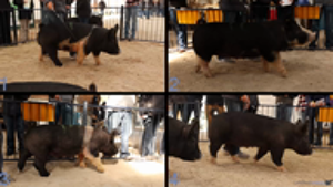 Livestockjudging.com