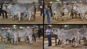 Livestockjudging.com