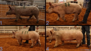 Livestockjudging.com