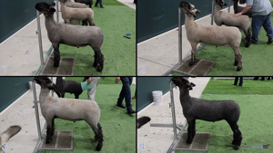 Livestockjudging.com