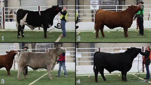 Livestockjudging.com