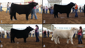 Livestockjudging.com