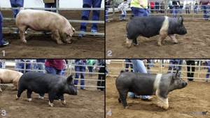 Livestockjudging.com