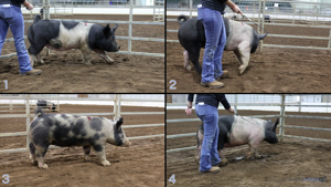 Livestockjudging.com