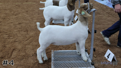 Livestockjudging.com