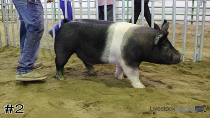 Livestockjudging.com
