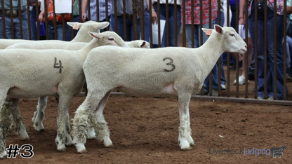 Livestockjudging.com