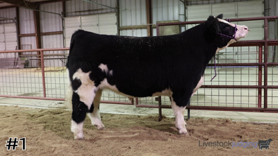 Livestockjudging.com | Livestock Judging