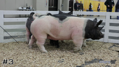 Livestockjudging.com | New Layout Test