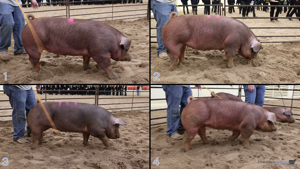 Livestockjudging.com