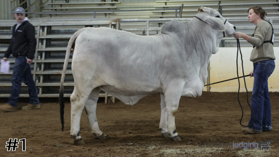 Livestockjudging.com | New Layout Test