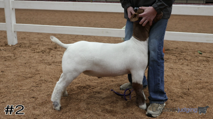 Livestockjudging.com