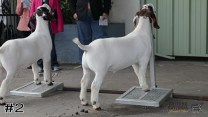 Livestockjudging.com