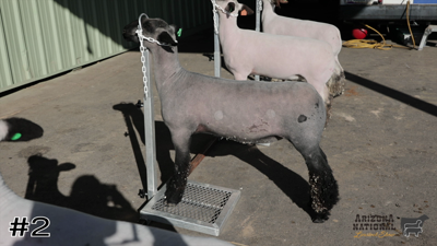 Livestockjudging.com | Livestock Judging