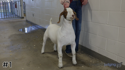 Livestockjudging.com