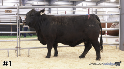 Livestockjudging.com | Livestock Judging