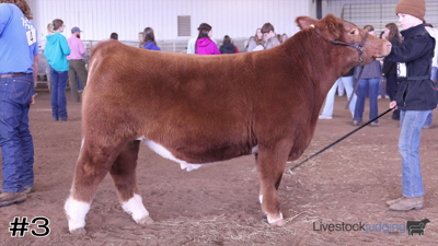 Livestockjudging.com | Livestock Judging