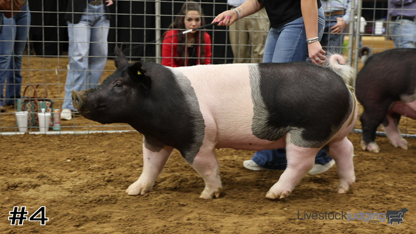 Livestockjudging.com