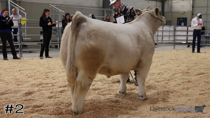 Livestockjudging.com
