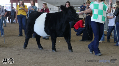 Livestockjudging.com | Livestock Judging
