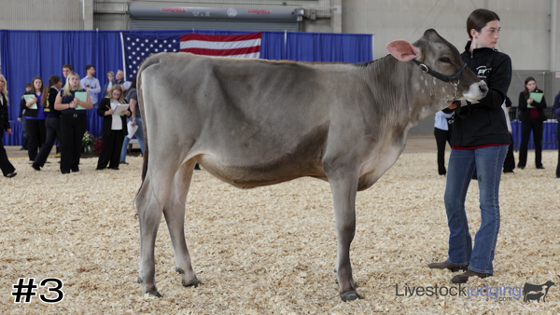 Livestockjudging.com