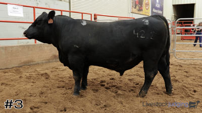 Livestockjudging.com | Livestock Judging