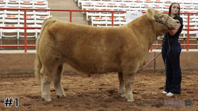 Livestockjudging.com | Livestock Judging