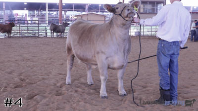 Livestockjudging.com | Livestock Judging